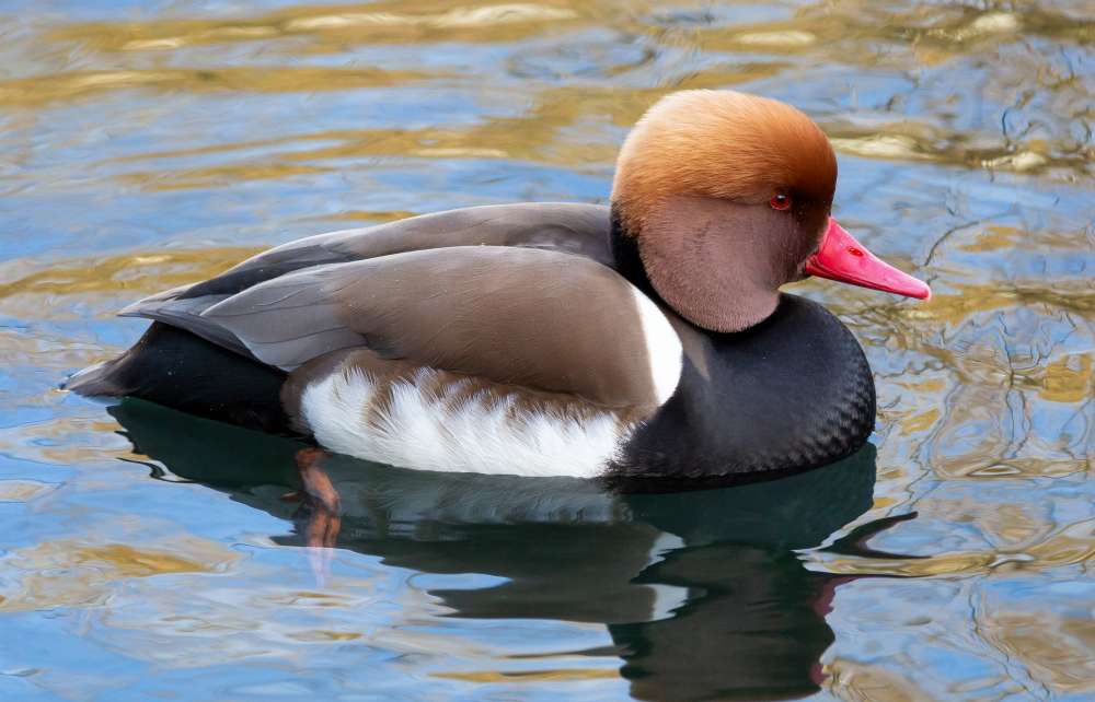 Saltram - Devon Birds