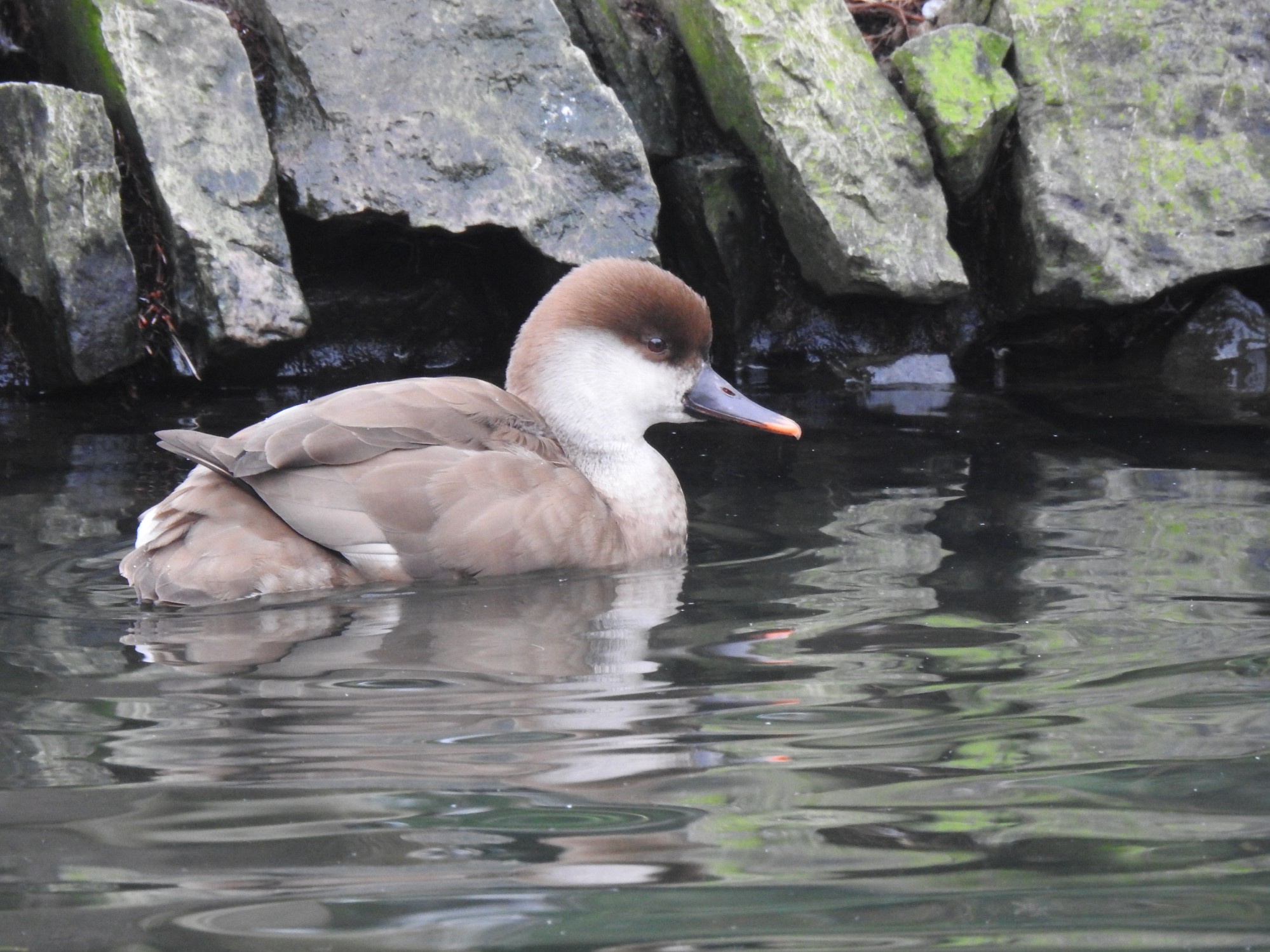 Saltram House Cart Pond - Devon Birds