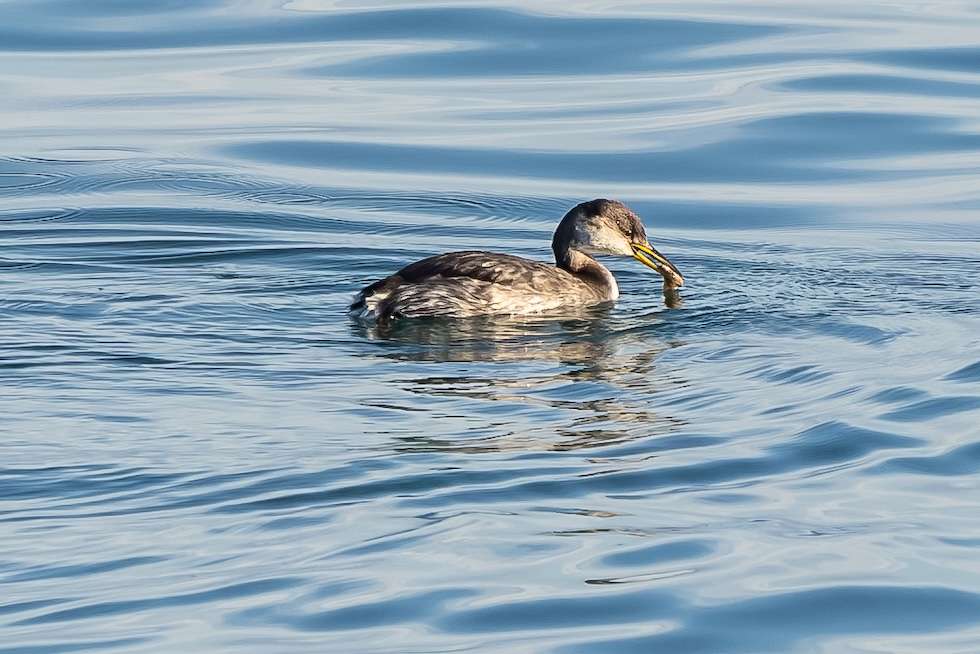 The Best of Brixham Harbour! - Devon Birds
