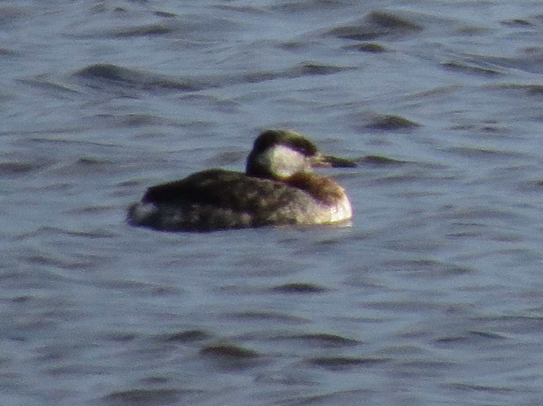 Upper Tamar Lake - Devon Birds