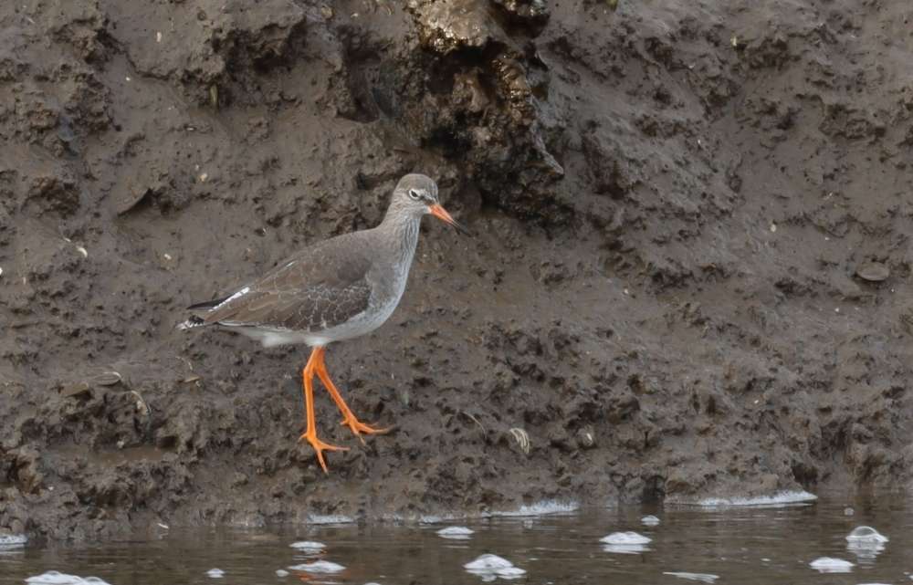 Fremington Pill - Devon Birds