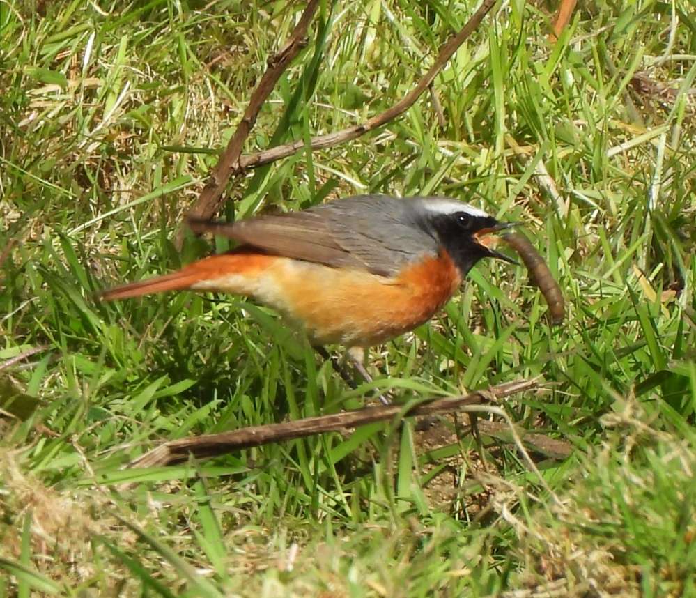 Challacombe - Devon Birds