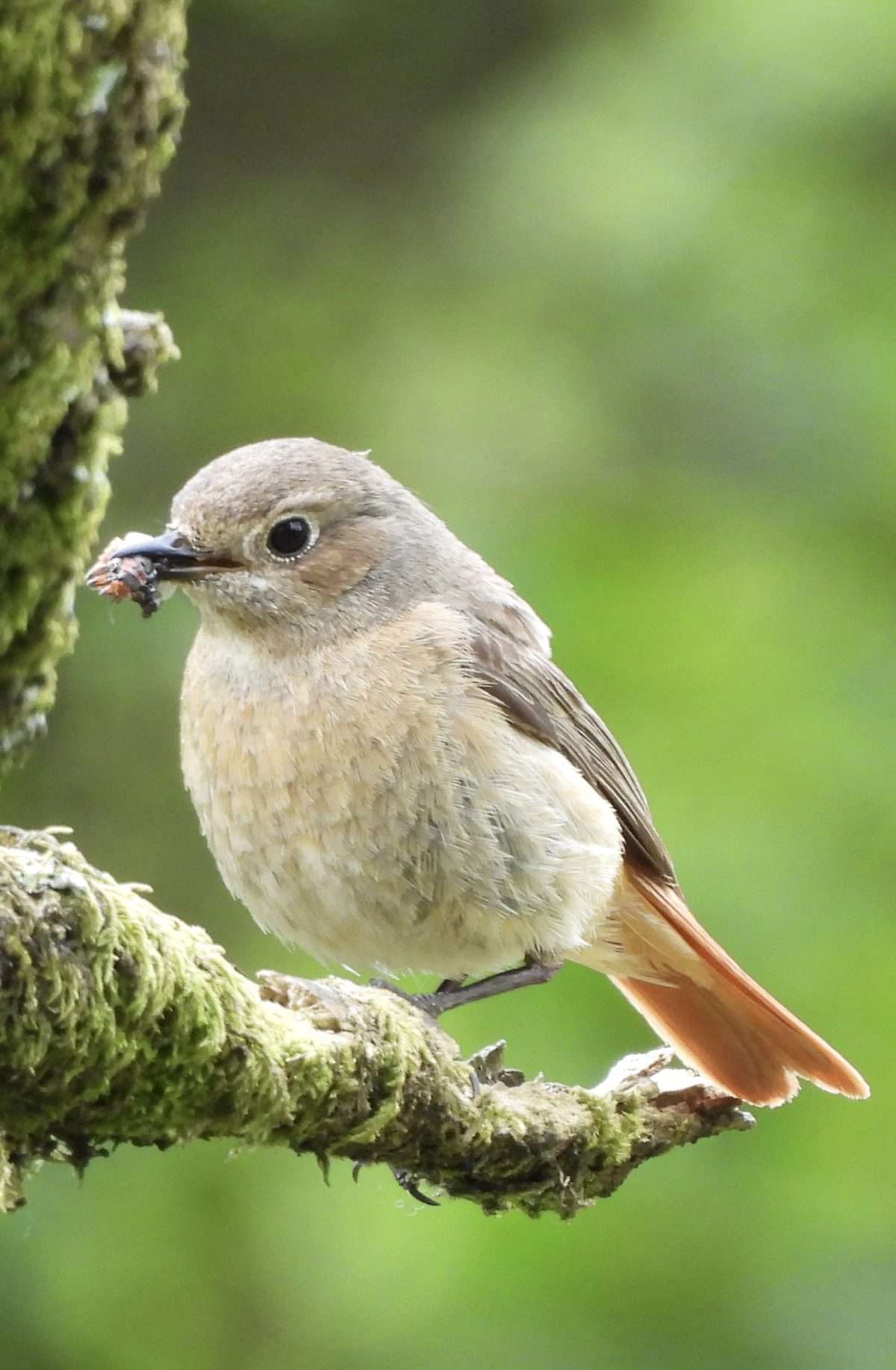 Society News - Devon Birds