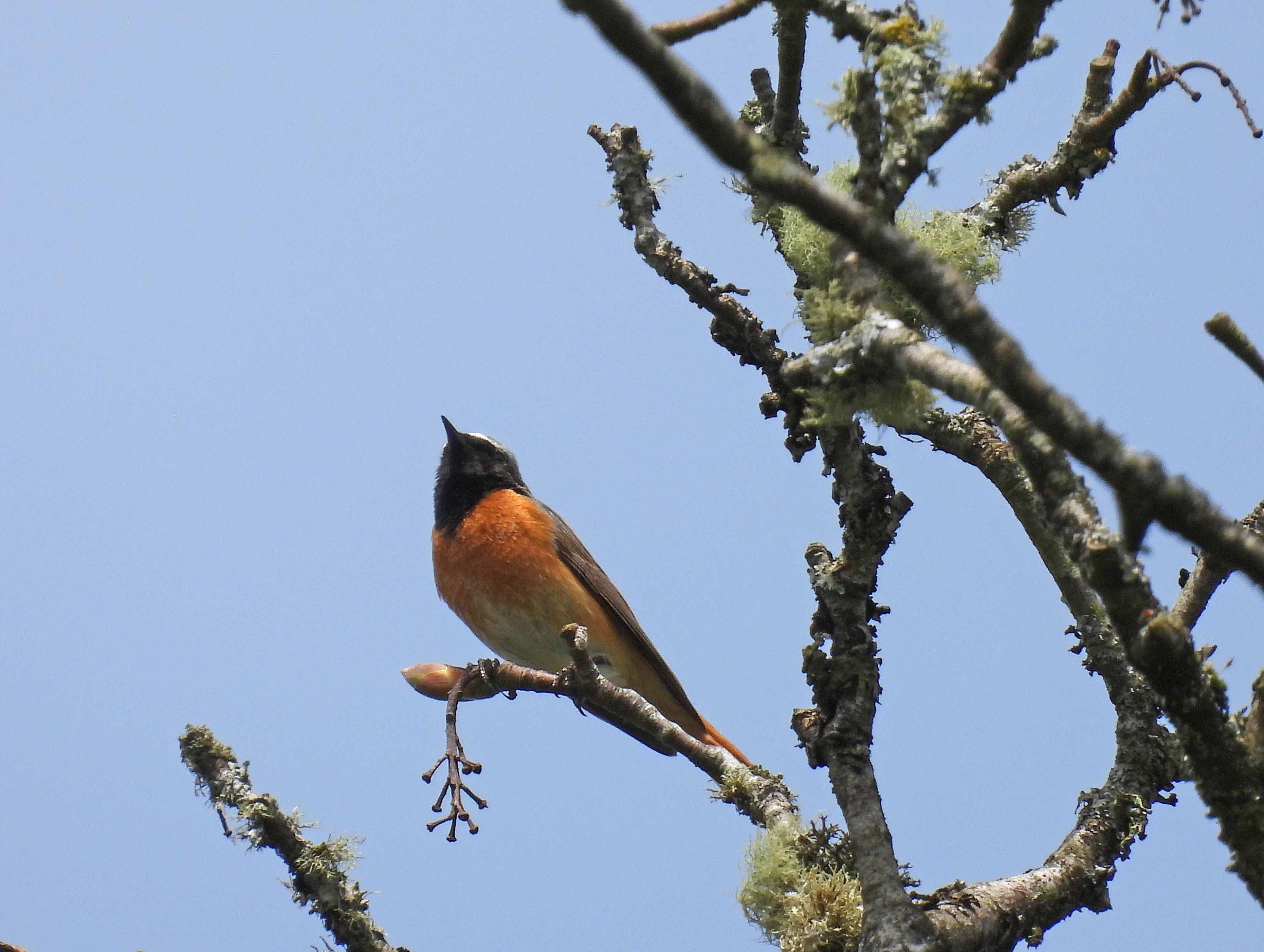 Society News - Devon Birds