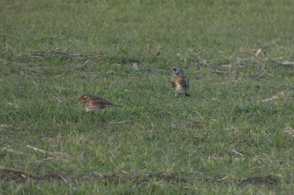 Braunton Great Field - Devon Birds