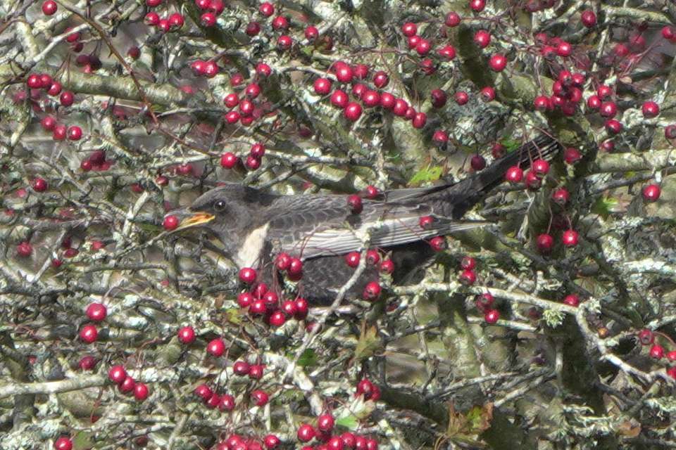 Emsworthy - Devon Birds