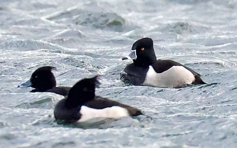 Ring-necked Duck - Devon Birds