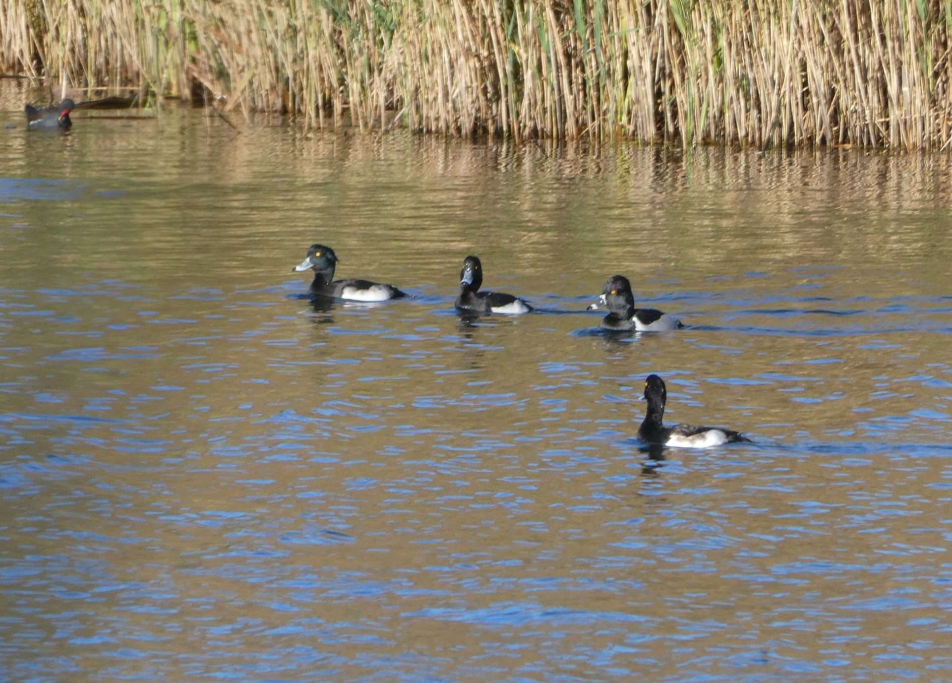 South Hams - Devon Birds
