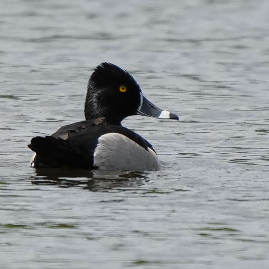Lower Tamar Lake - Devon Birds