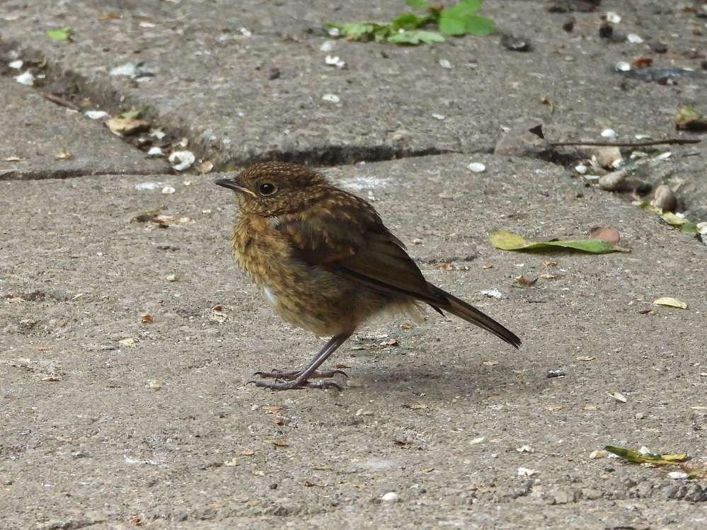Exwick garden - Devon Birds