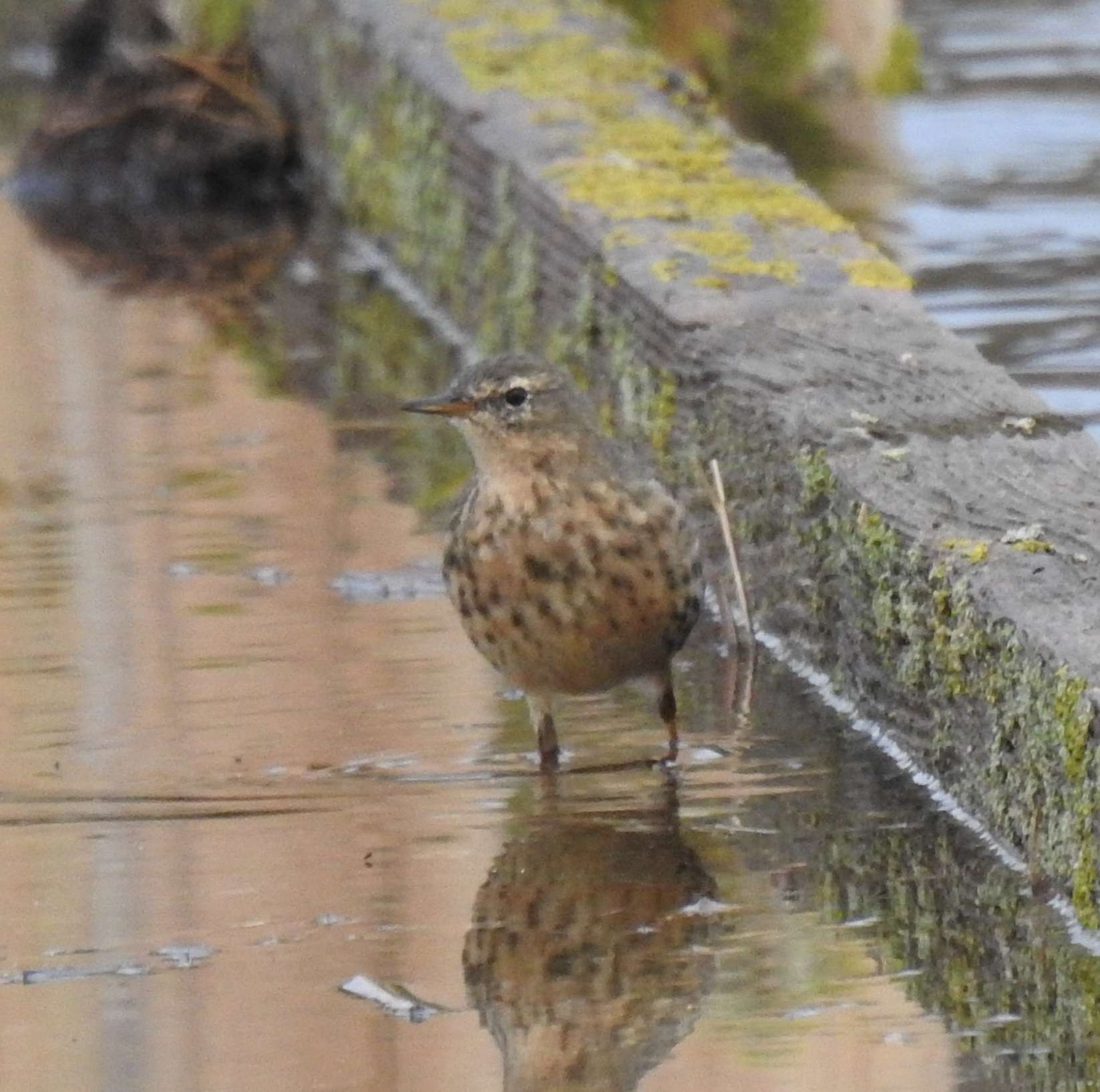 Scandinavian Rock Pipits at Colyford Common - Devon Birds