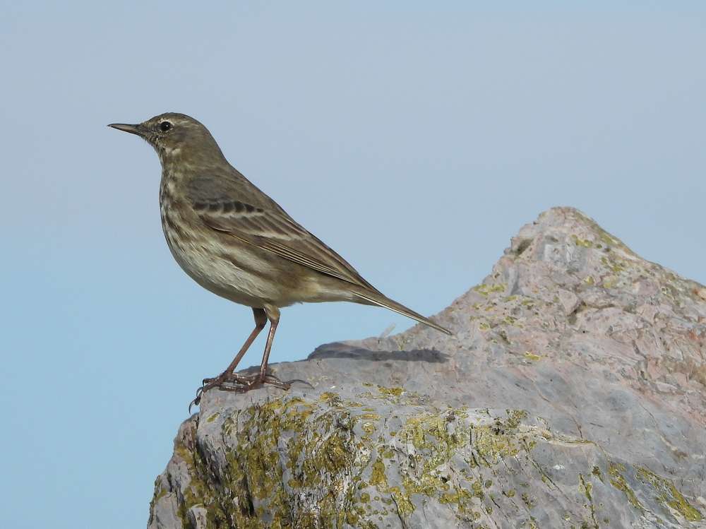 Brixham Breakwater - Devon Birds