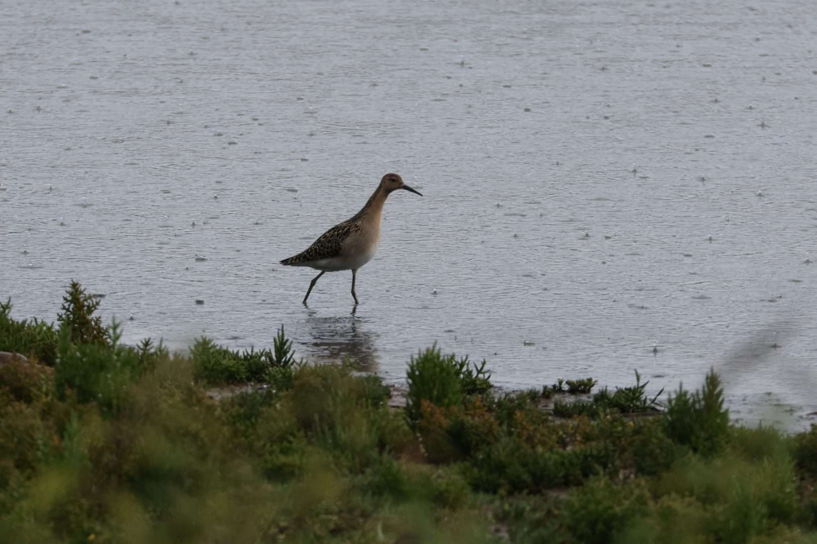Plymouth - Devon Birds