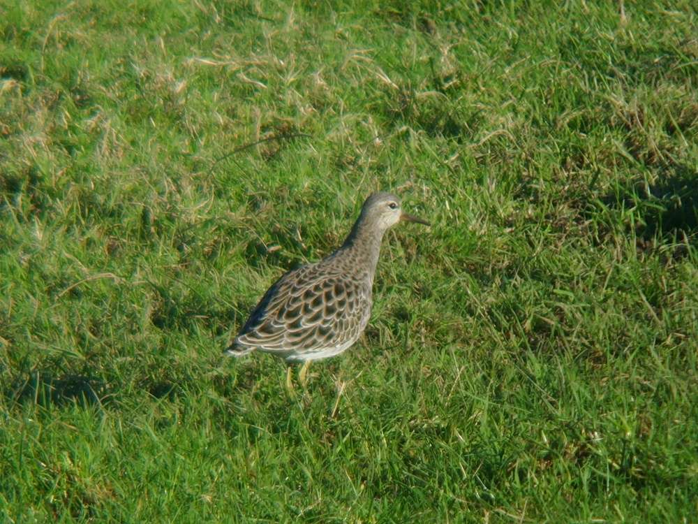Bradiford Reserve & Ashford Strand - Devon Birds