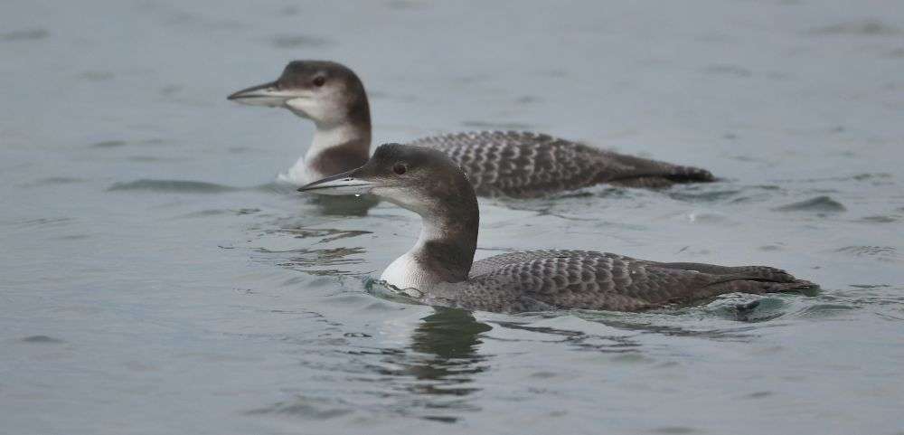 Torbay coastal - Devon Birds