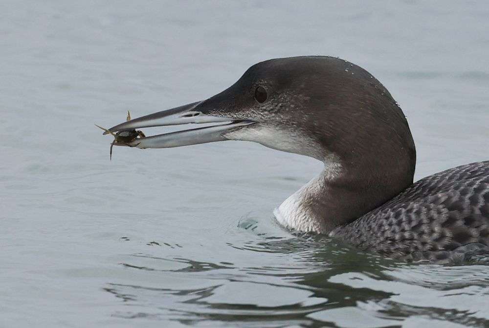 Torbay coastal - Devon Birds
