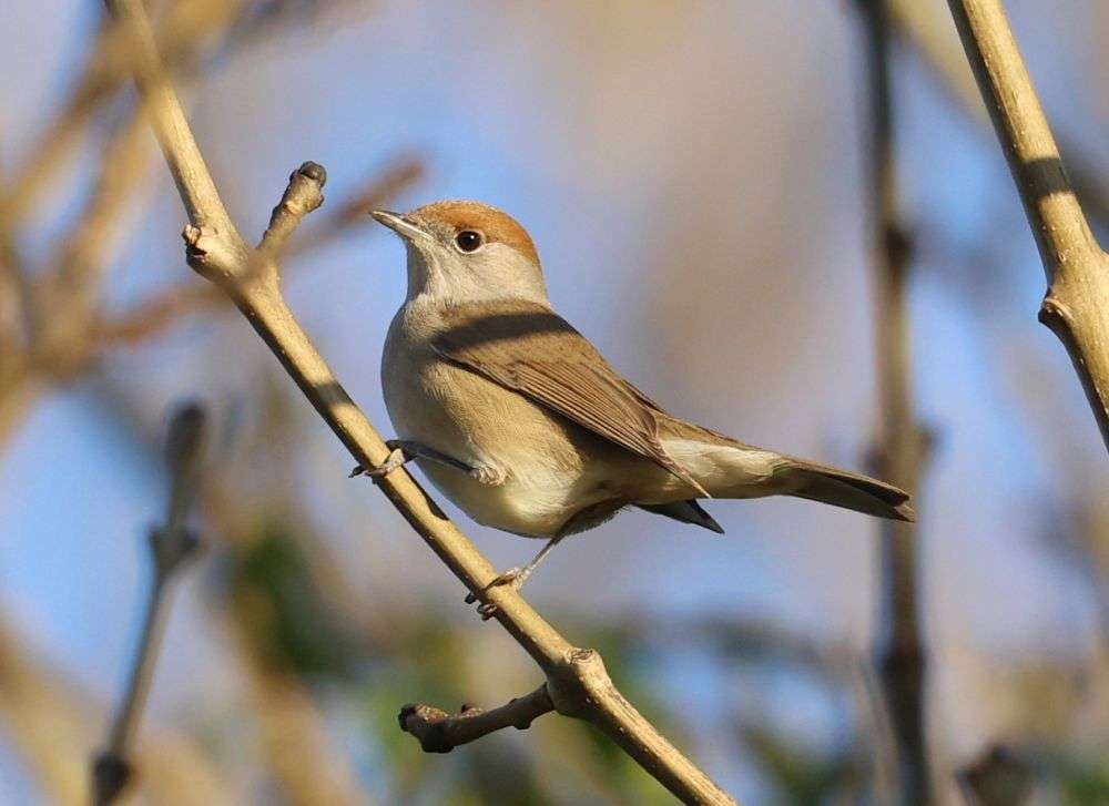 Torbay 6th Jan - Devon Birds