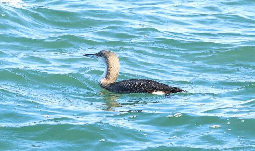 Torbay 6th Jan - Devon Birds