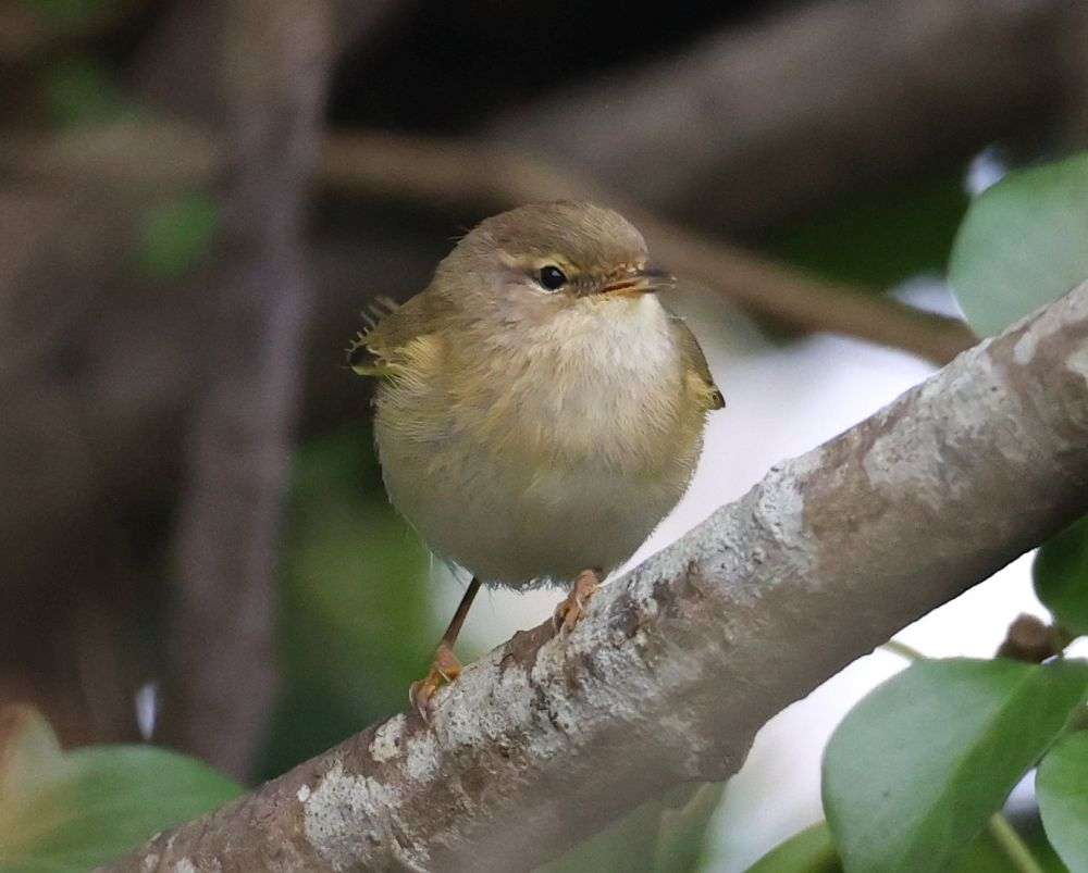 Torbay - Devon Birds