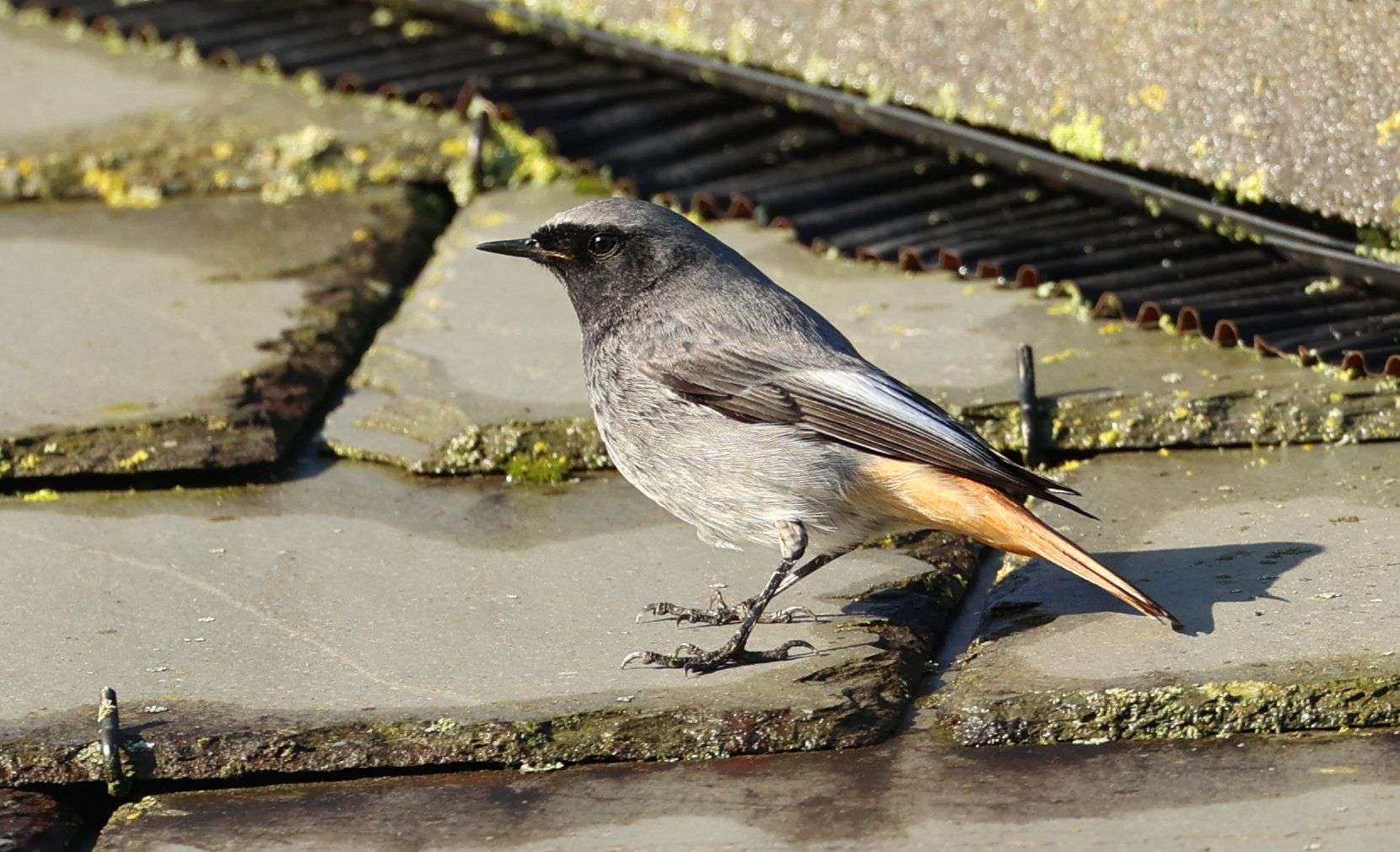 Cranbrook & Crediton - Devon Birds
