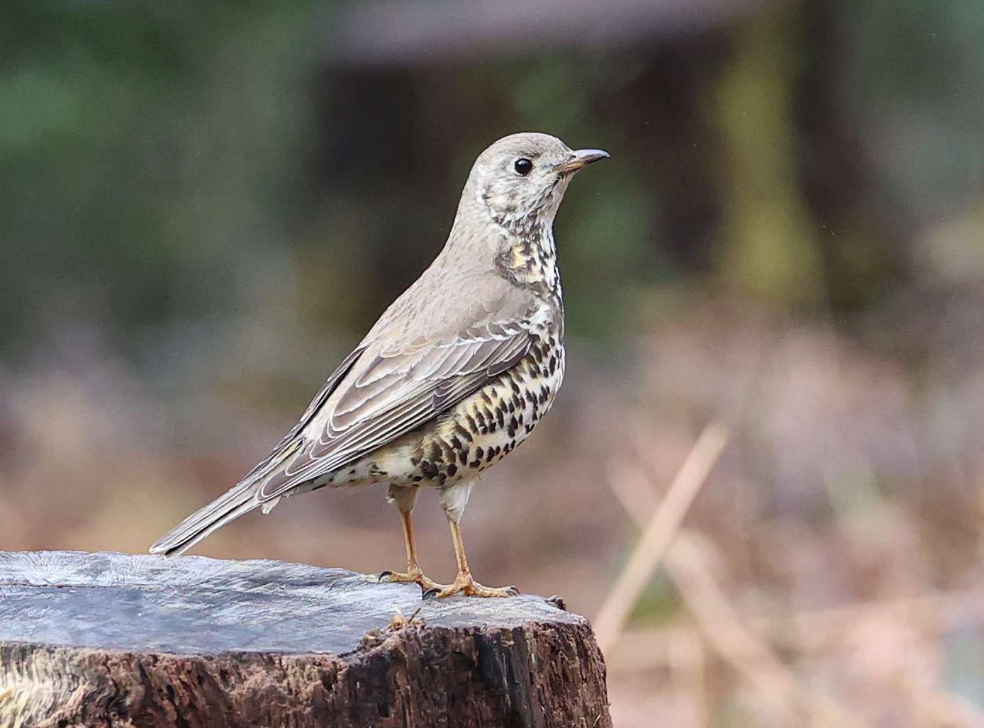 Bird Sightings - Devon Birds