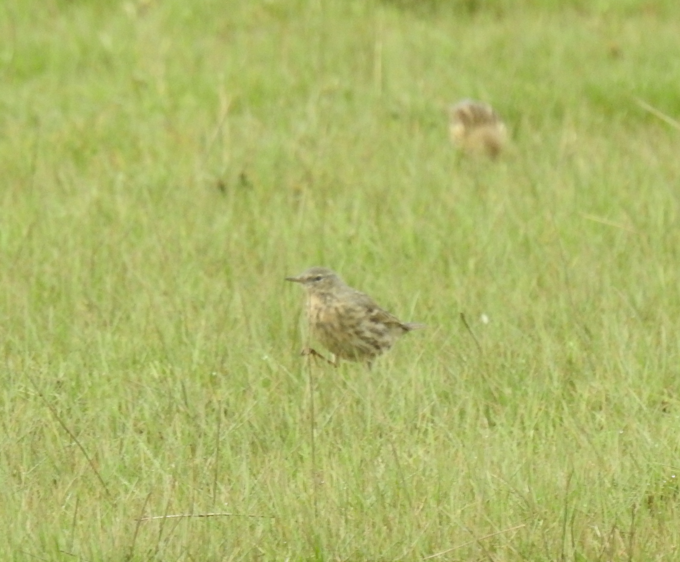 Scandinavian Rock Pipits at Colyford Common - Devon Birds