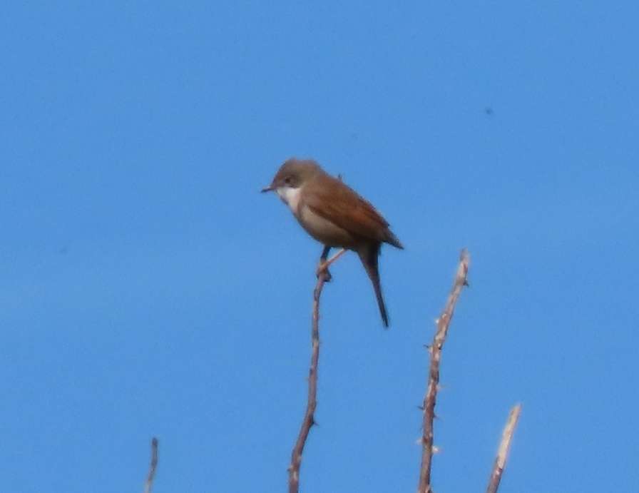 Wembury Point - Devon Birds