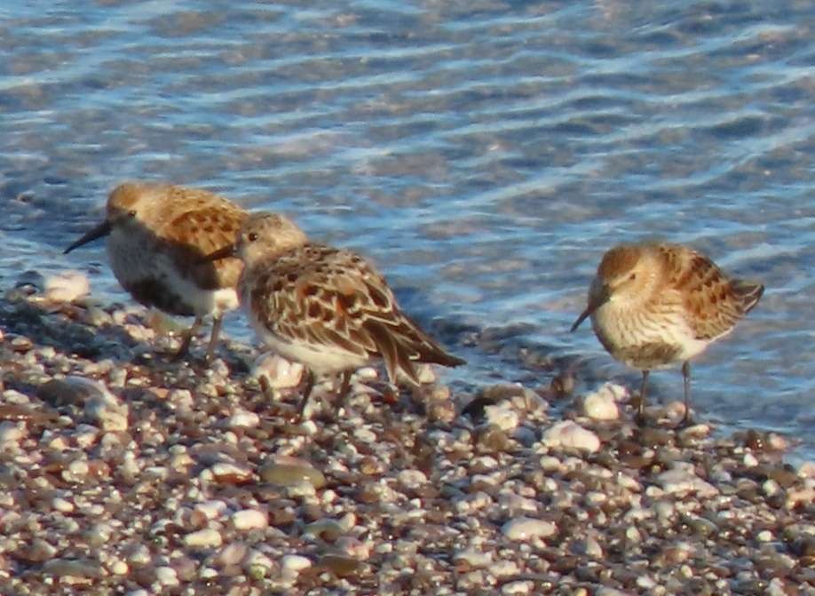 Wembury Point - Devon Birds