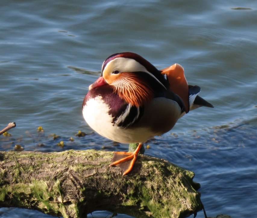 Plym Estuary and Saltram - Devon Birds