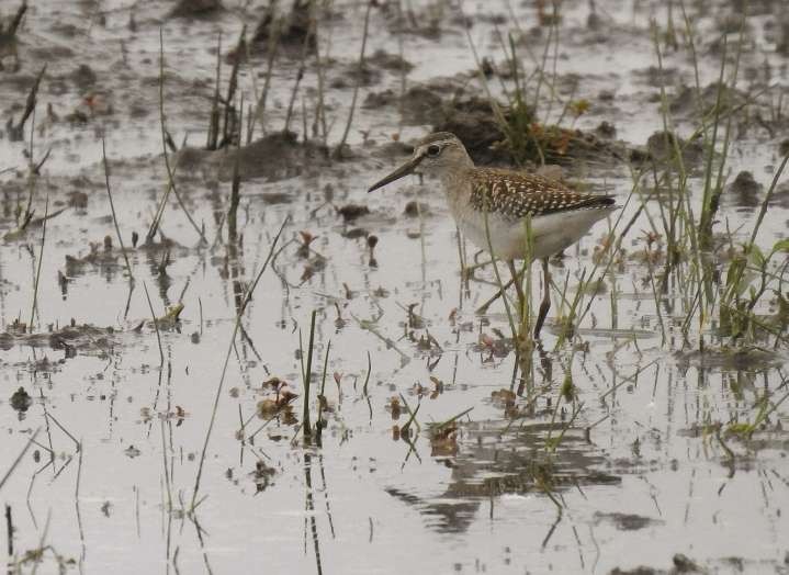 Exminster Marshes - Devon Birds