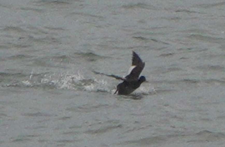 Velvet Scoter - Chiselbury Bay - Devon Birds