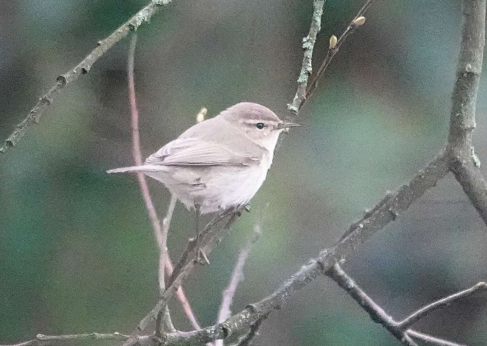 Broadsands & Clennon Lakes - Devon Birds