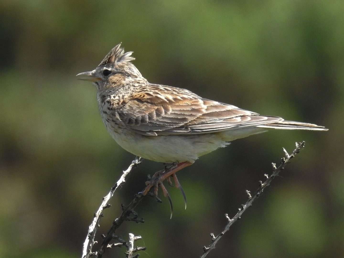 Society News - Devon Birds