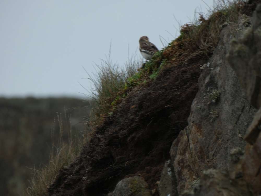 Baggy Point - Devon Birds