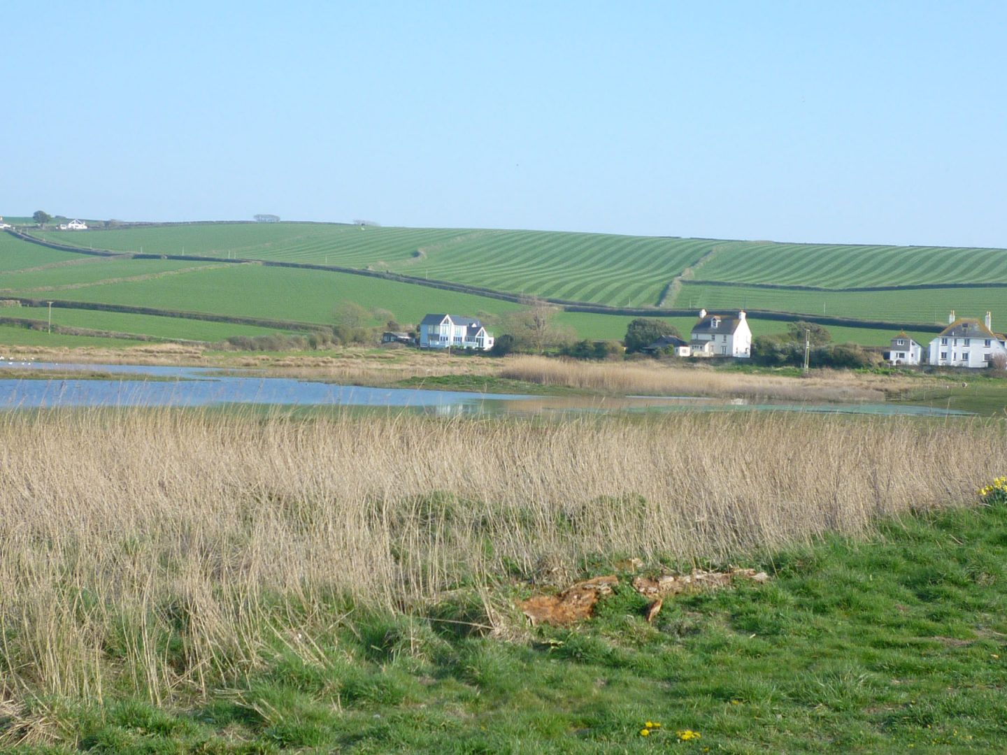 Tamar Lakes - Devon Birds