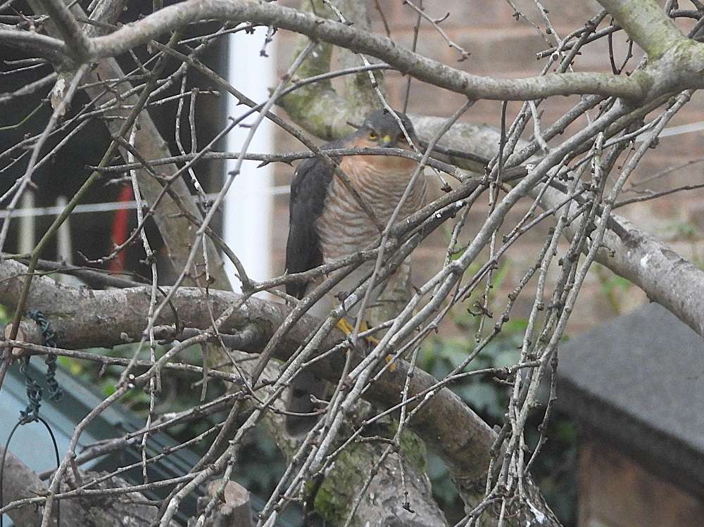 Sparrowhawk in Exwick - Devon Birds