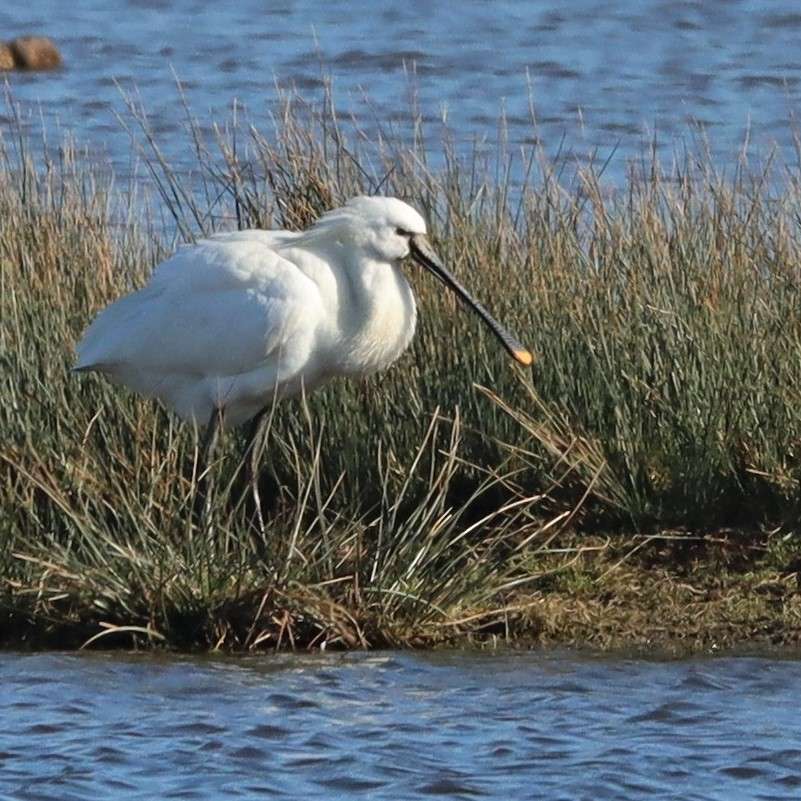 Events News & Writeups - Devon Birds