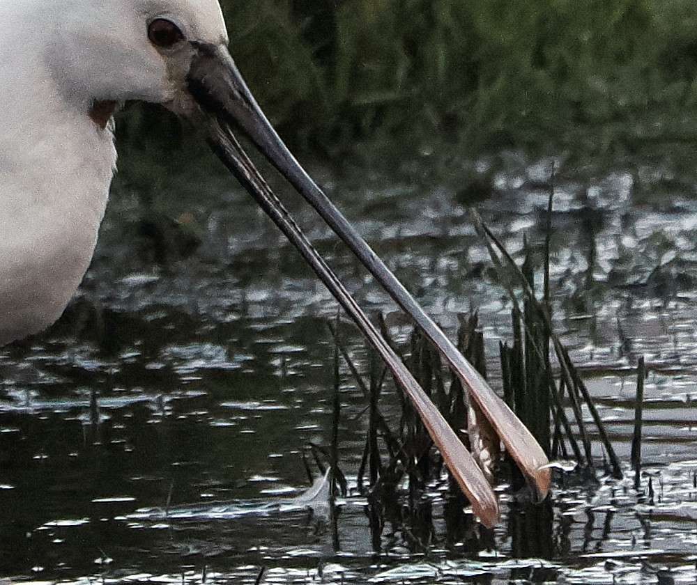 Bowling Green Marsh - Devon Birds