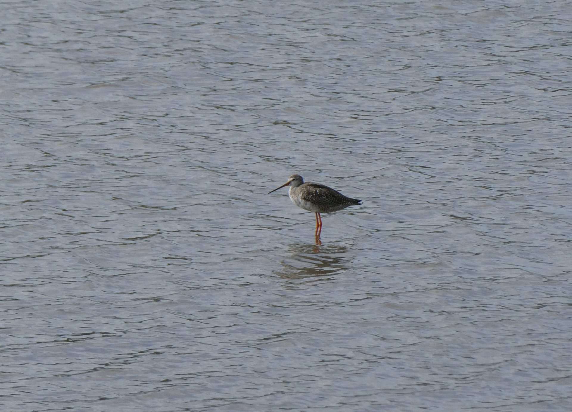 Plym Estuary & Saltram - Devon Birds