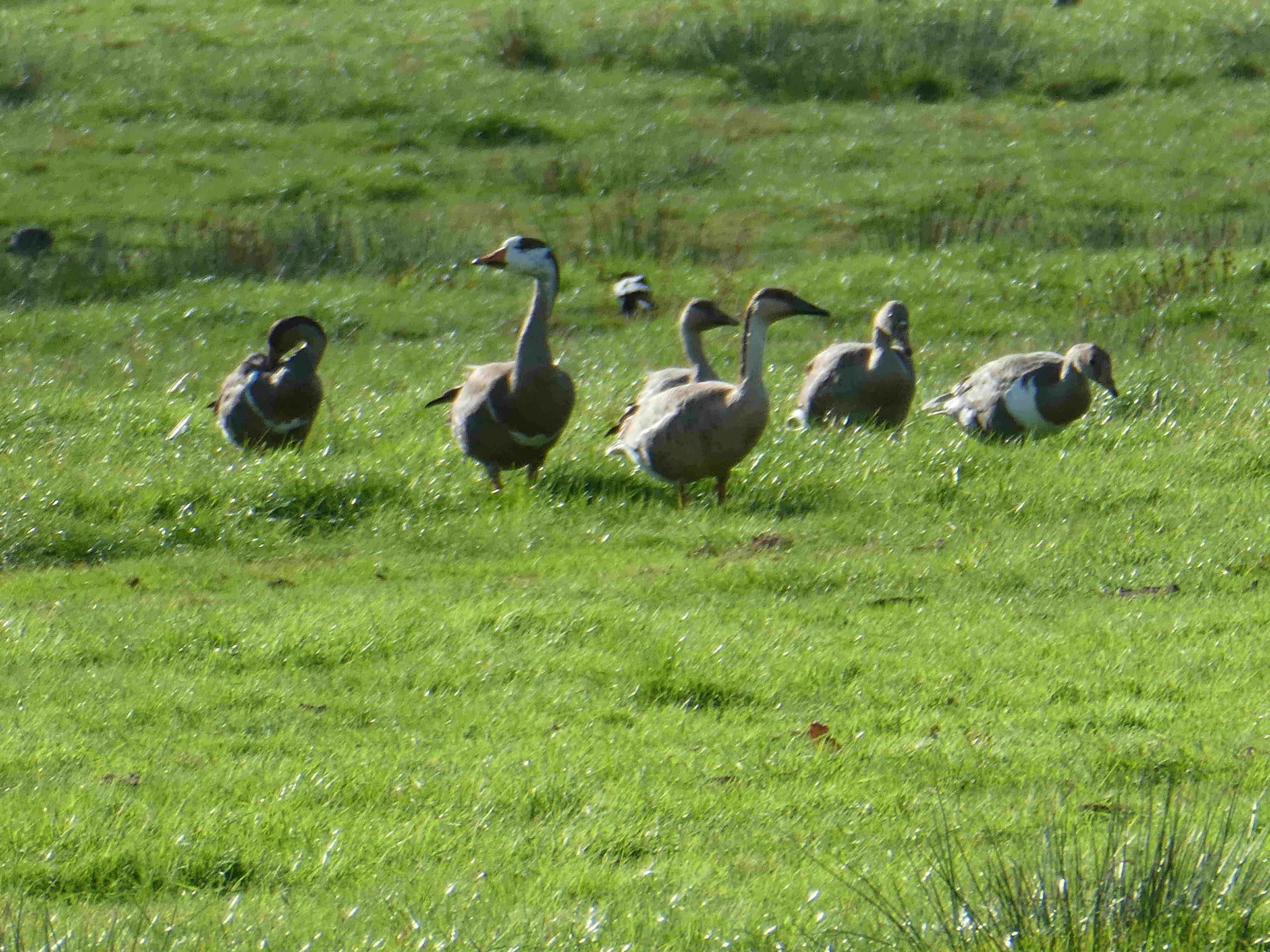 Swan geese in field near Darts farm Tospham - Devon Birds