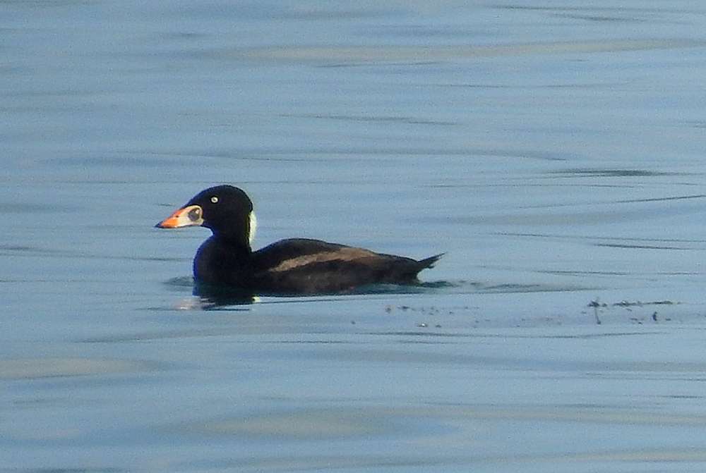 Torbay Cruise - Devon Birds