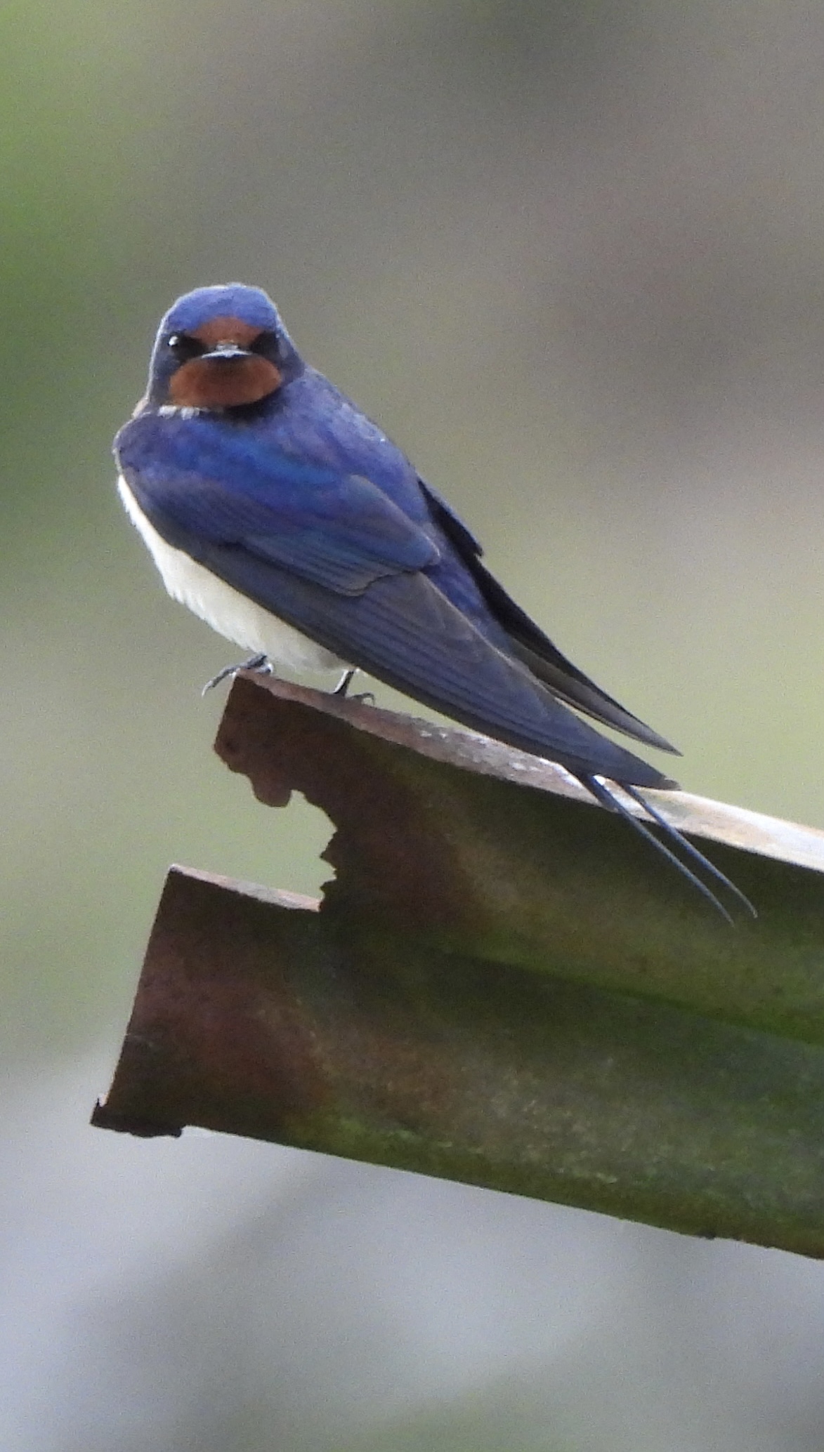 Society News - Devon Birds