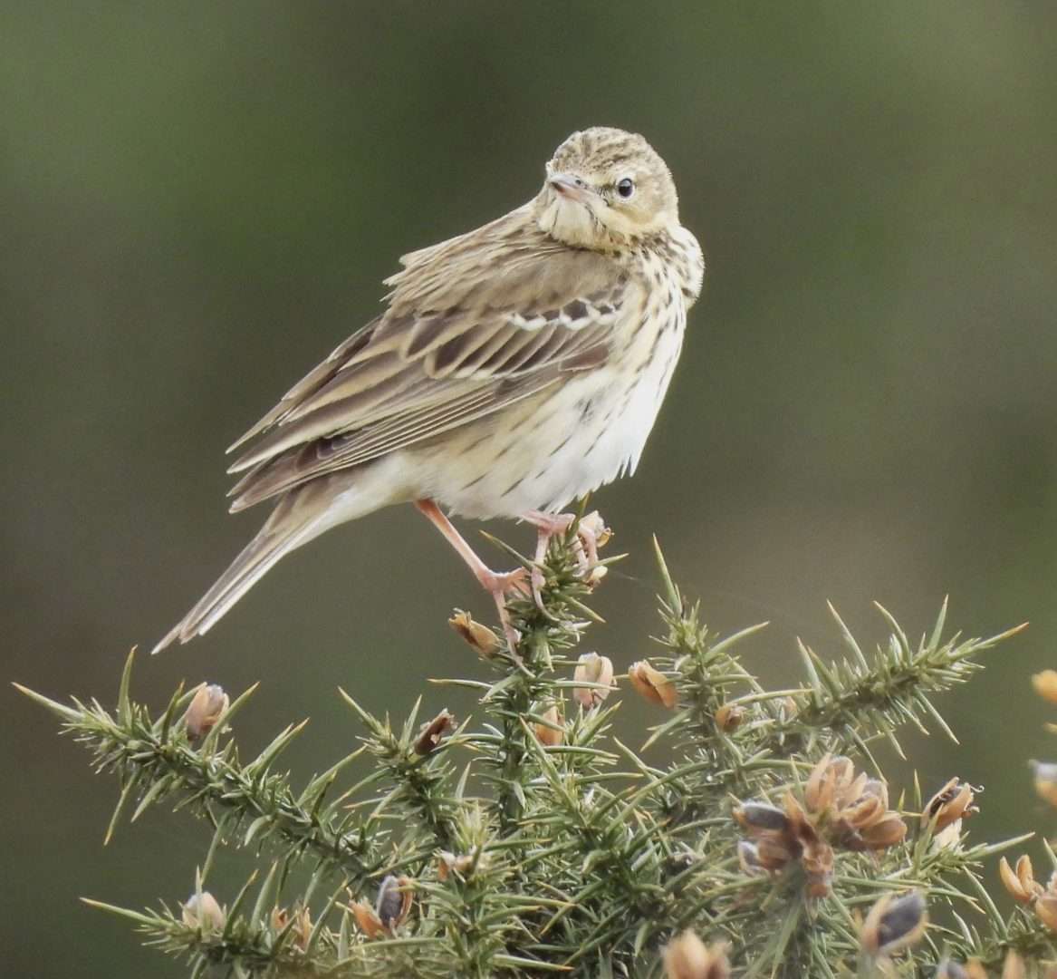 Society News - Devon Birds