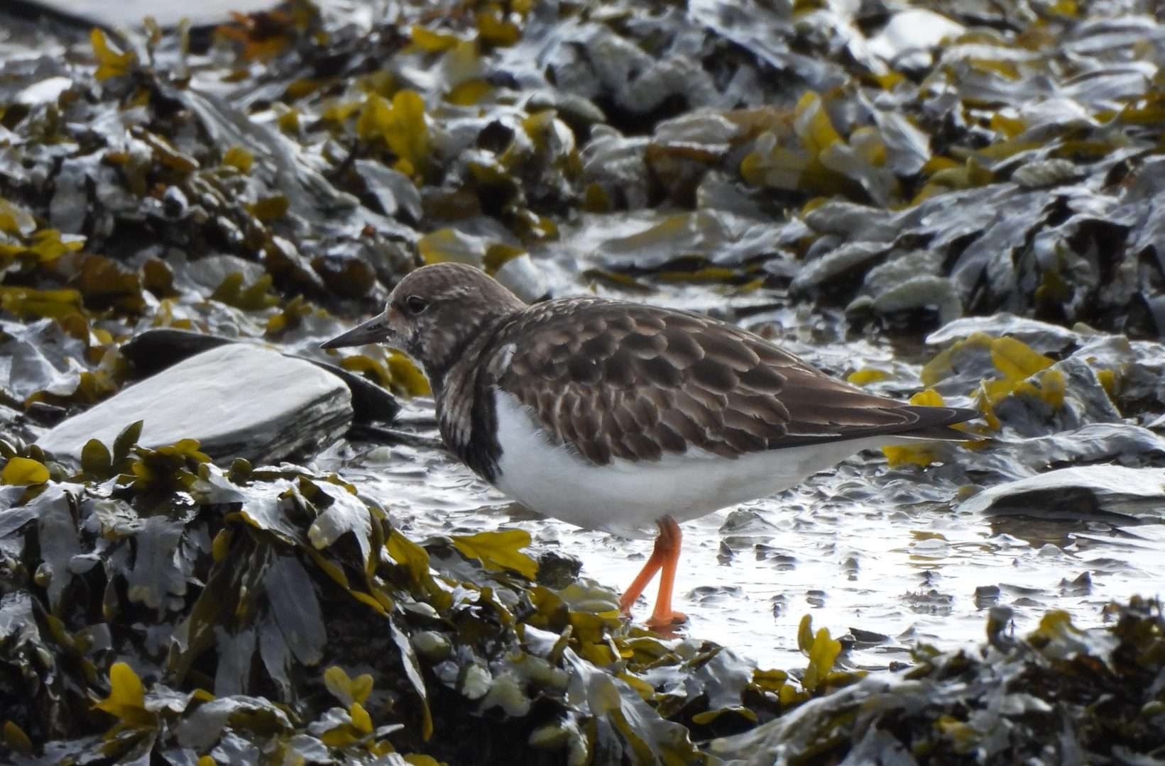 REPORT ON PLYMOUTH BRANCH'S FIELD VISIT TO ST JOHN’S LAKE, TORPOINT AND ...