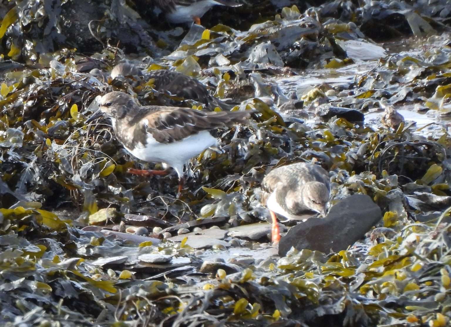PLYMOUTH BRANCH'S VISIT TO ST JOHN'S LAKE, TORPOINT AND WACKER QUAY ON ...