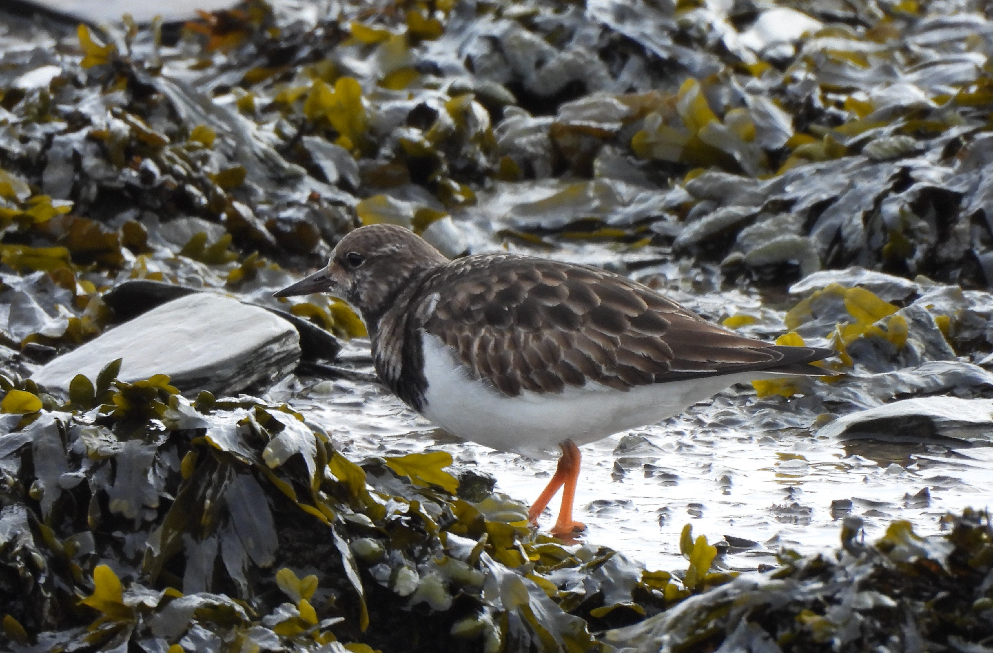 Society News - Devon Birds