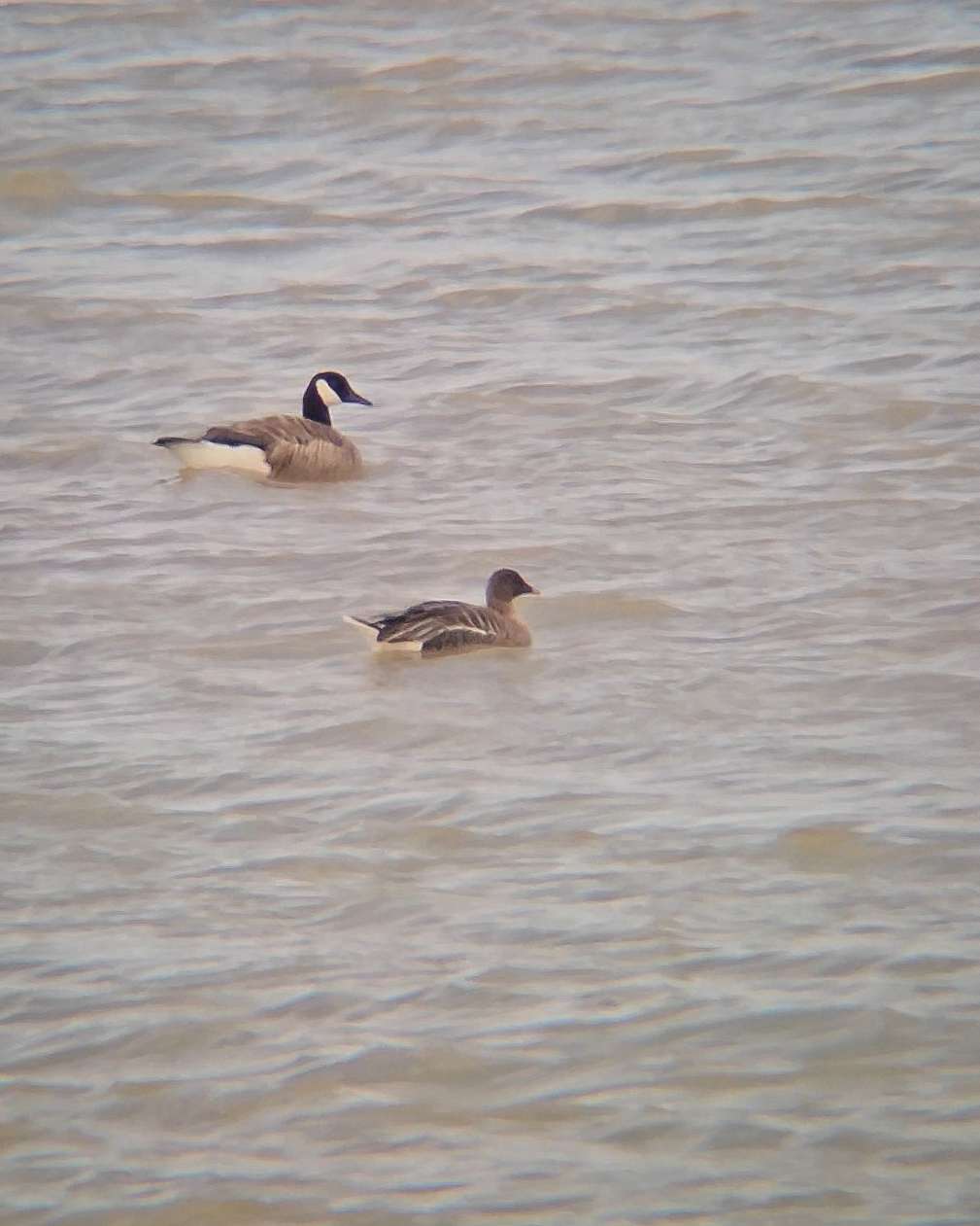 Crownhill Down - Devon Birds