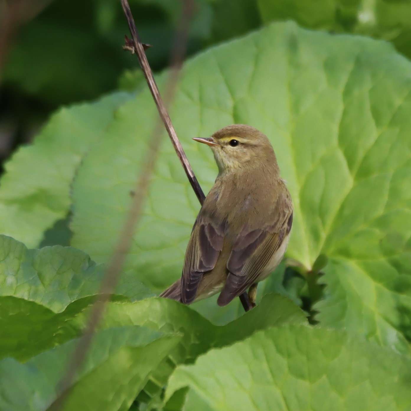 Events News & Writeups - Devon Birds