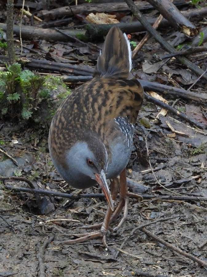 Lower Tamar Lake - Devon Birds