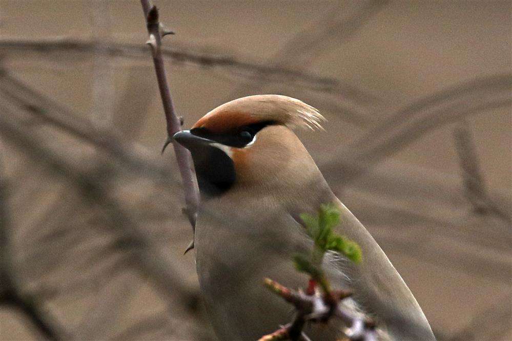 Waxwing at Cranbrook 13th March 2024 - Devon Birds